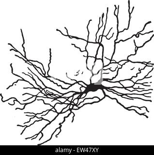 Neuron (Nerve Cell) anatomy black and white line art illustration ...