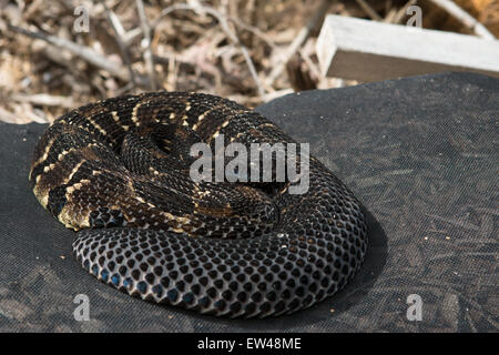 TImber rattlesnake basking on a silt sock - Crotalus horridus Stock ...