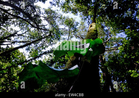 View of the sub-tropical laurel greenery of El Cedro forest in the ...