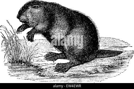 Beaver or rodent vintage engraving. Old engraved illustration of a ...