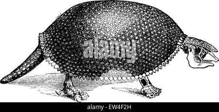 Glyptodon extinct mammal vector illustration Stock Vector Image & Art ...