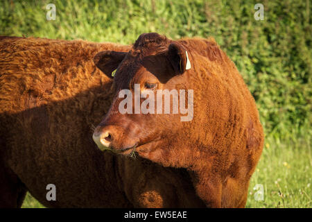 North Devon Red Ruby cattle grazing in the rolling countryside, Black ...