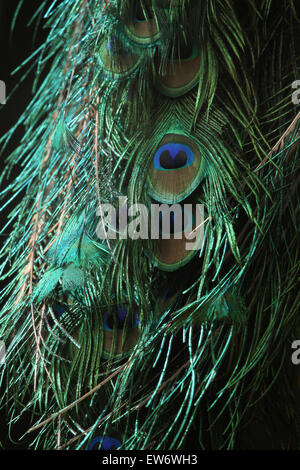 Java green Peafowl (Pavo muticus), Bali Bird Park, Indonesia Stock ...
