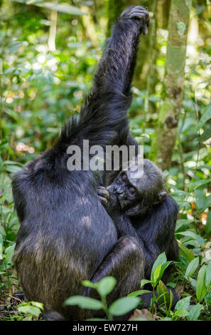 Male Chimpanzees grooming each other Stock Photo - Alamy