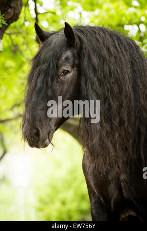Noriker Horse Stallion Portrait Stock Photo - Alamy