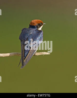 Wire-tailed Swift Kruger National Park South Africa Stock Photo - Alamy