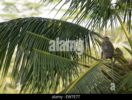 Long tailed macaque sitting on a tree root Stock Photo - Alamy