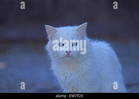 Domestic cat (Felix catus) cats Stock Photo - Alamy