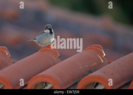 House Sparrow (Passer domesticus) with some Spanish Sparrow (Passer ...