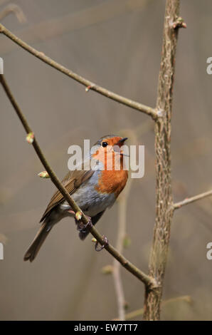robin, erithacus rubecula, robins Stock Photo - Alamy