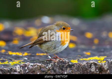 Portrait of a robin on a rock Stock Photo - Alamy