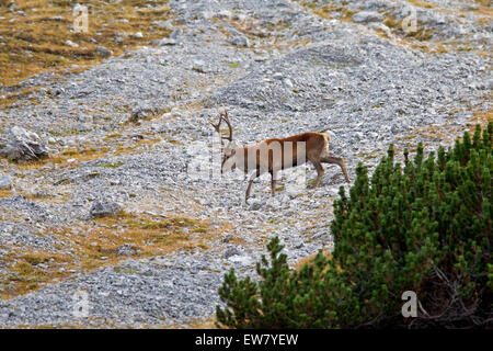 Grisons, Switzerland, animal, red deer, game, antlers, rocks, deer ...