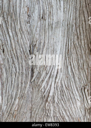 Old tree bark with beautiful patterns for graphic design or wallpapers ...