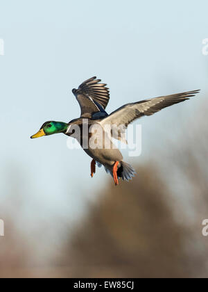 Flying Drake Mallard Stock Photo - Alamy