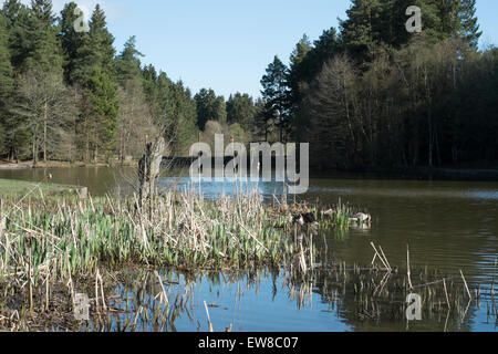 Mallard's Pike lake in the Forest of Dean Stock Photo - Alamy