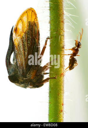 Cicada Gorbatka horned (Centrotus cornutus Stock Photo - Alamy