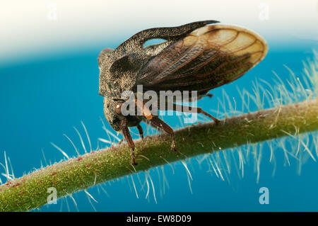 Cicada Gorbatka horned (Centrotus cornutus Stock Photo - Alamy