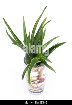 Aloe vera is a stemless succulent plan. Sprouting roots in a glass of ...