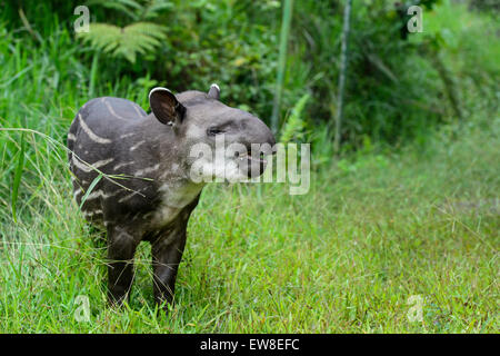 Juvenile Amazonian tapir (Tapirus terrestris), Tapir family (Tapiridae ...