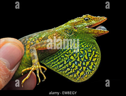 Male Gem Anole lizard (Anolis gemmosus), Iguana family (Iguanidae ...