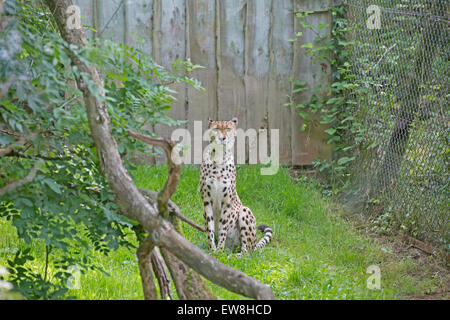 A Cheetah at Paignton Zoo in Devon in amongst the green vegetation ...