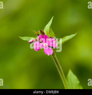 Red Campion wild flower Stock Photo - Alamy