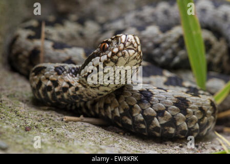 Adder on path Stock Photo - Alamy