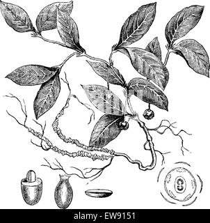 Ipecacuanha or Carapichea ipecacuanha, showing flowers and roots ...