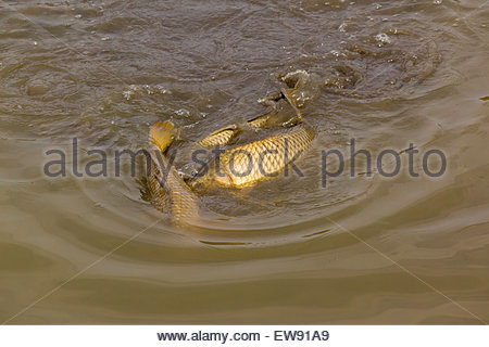 Common carp (Cyprinus carpio) spawning in shallow lakeside waters Stock ...
