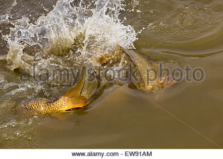 Common carp (Cyprinus carpio) spawning in shallow lakeside waters Stock ...