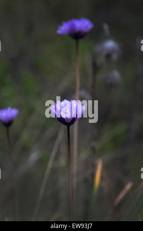 Blue dicks (Dichelostemma capitatum); a California poppies field in the ...
