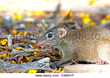 Common tree shrew tupaia glis Stock Photo: 22301725 - Alamy