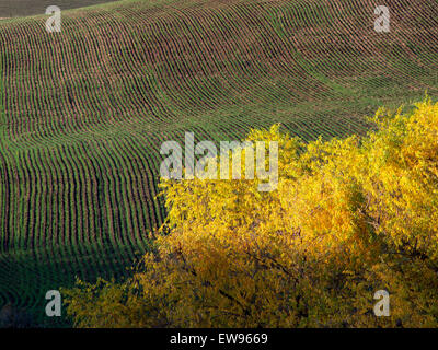 Tree Near River Stock Photo - Alamy