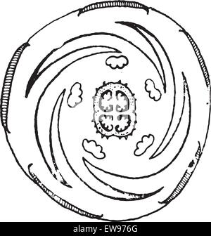 Jimsonweed or Datura stramonium or Devil's trumpet or Devil's weed or ...