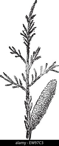 Old engraved illustration of Tamarix or Salt cedar or Tamarisk isolated ...