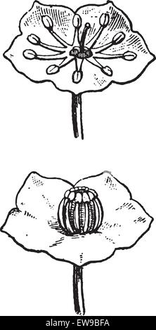 Kalmia isolated on white background, vintage engraved illustration ...