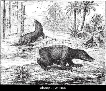 Labyrinthodon or Labyrinthodontia, vintage engraved illustration ...