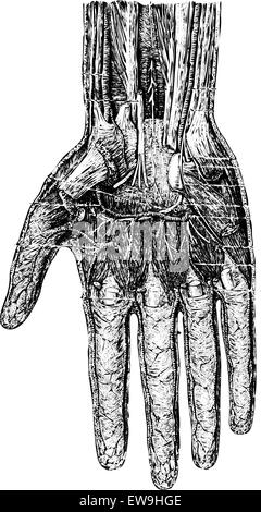 Deep layer of the hand (palmar surface), vintage engraved illustration ...
