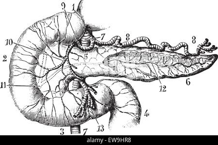 Pancreas and duodenum seen by their anterior aspect, vintage engraved ...