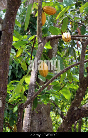 Cocoa pods and green leaves in air on white background Stock Photo - Alamy