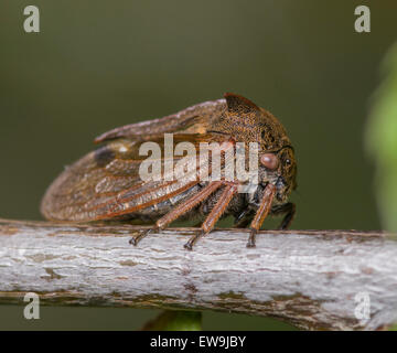 horned treehopper (Centrotus cornutus), on a stem Stock Photo - Alamy