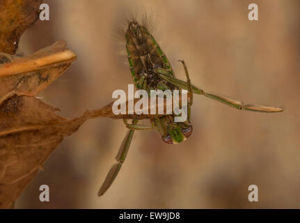 Small backswimmer or greater water boatman Notonecta viridis underwater ...