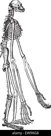 Old engraved illustration of Skeleton of Gibbon isolated on a white ...