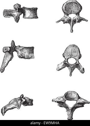 Anatomy of human vertebral column, left lateral view Stock Photo - Alamy