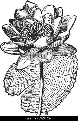 Drawing of nymphaea Plant Flower and Leaves on Water Stock Vector Image ...