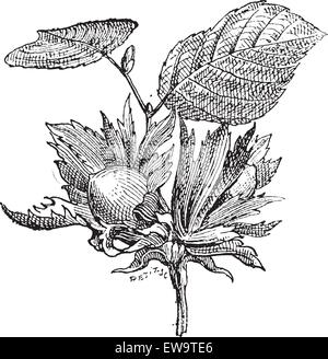 Hazel drawing, vintage plant illustration vector Stock Vector Image ...