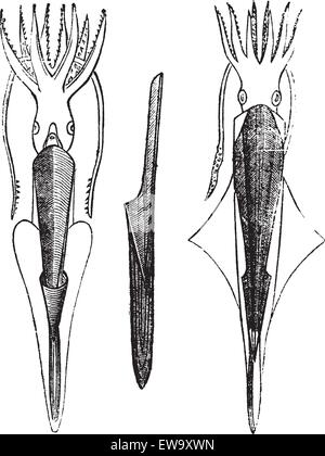 Belemnites ( Belemnoidea ) belemnoids Stock Photo: 12992269 - Alamy