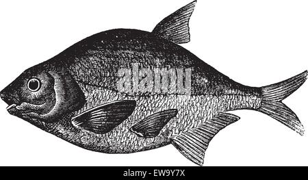 Carp bream fish illustration, drawing, engraving, line art, realistic ...