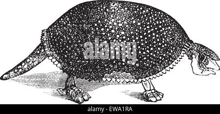 Glyptodon extinct mammal vector illustration Stock Vector Image & Art ...