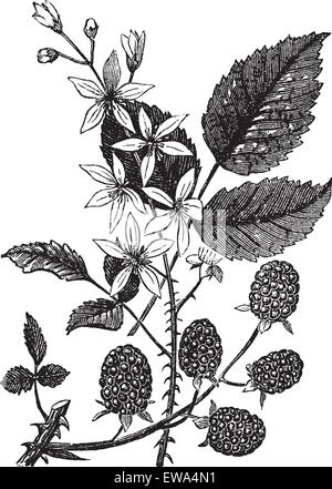 Bramble or Blackberry, vintage engraved illustration. Usual Medicine ...